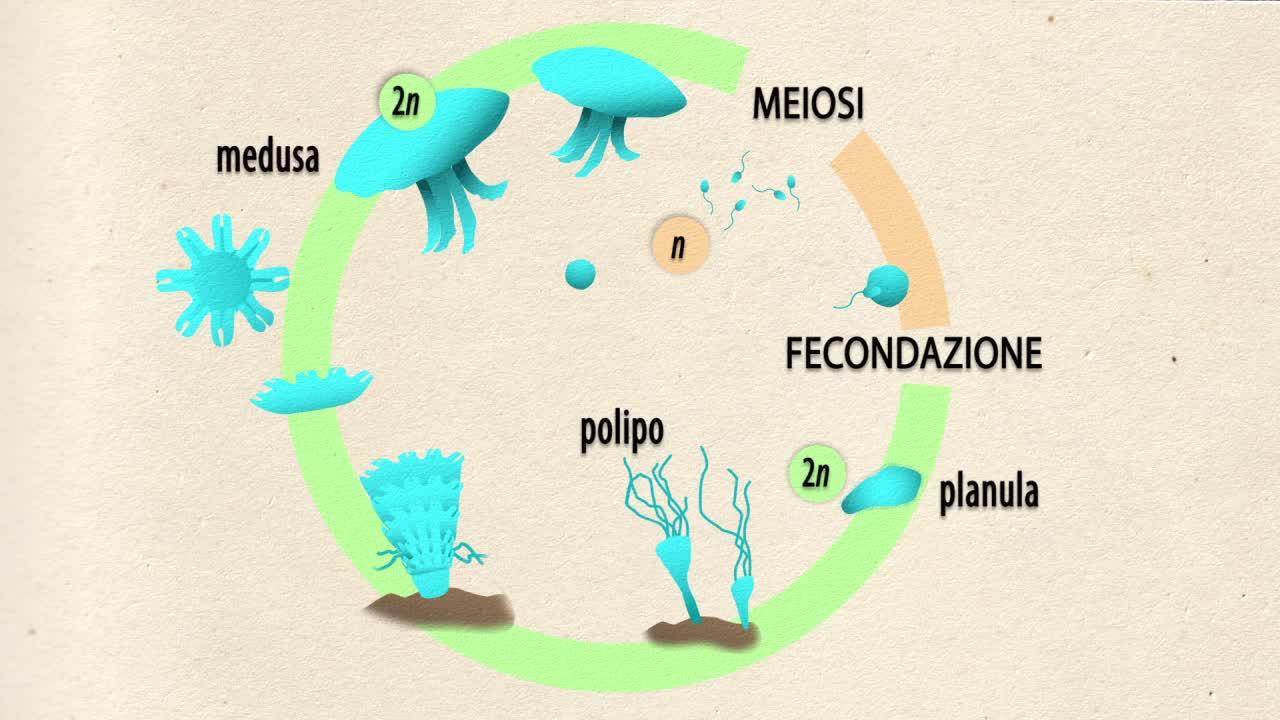 Un minuto di biologia - Collezioni Zanichelli